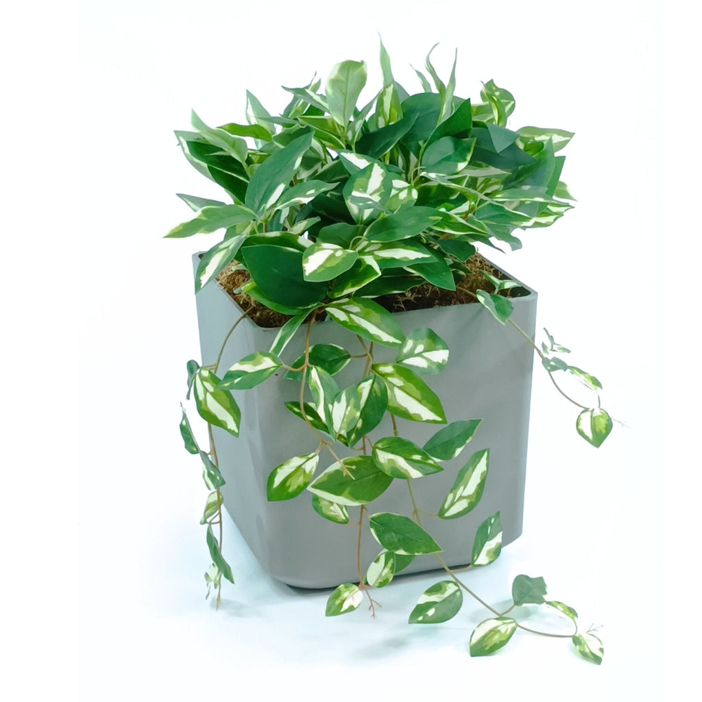 Cubic Pot Sage M with Hanging & Filler Hoya Combo – Francisco Plant Couture