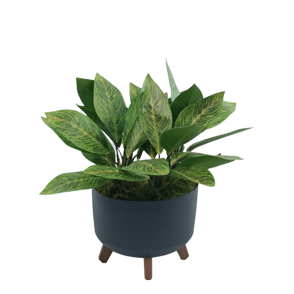 Calathea in Black Plastic Pot with Legs – Francisco Plant Couture