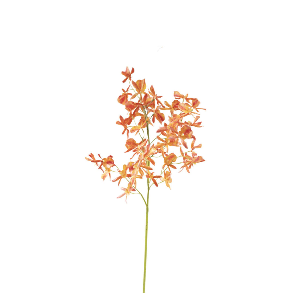 Orchid Oncidium Orange Red Flower Stem 90cm - Plant Couture – Francisco ...