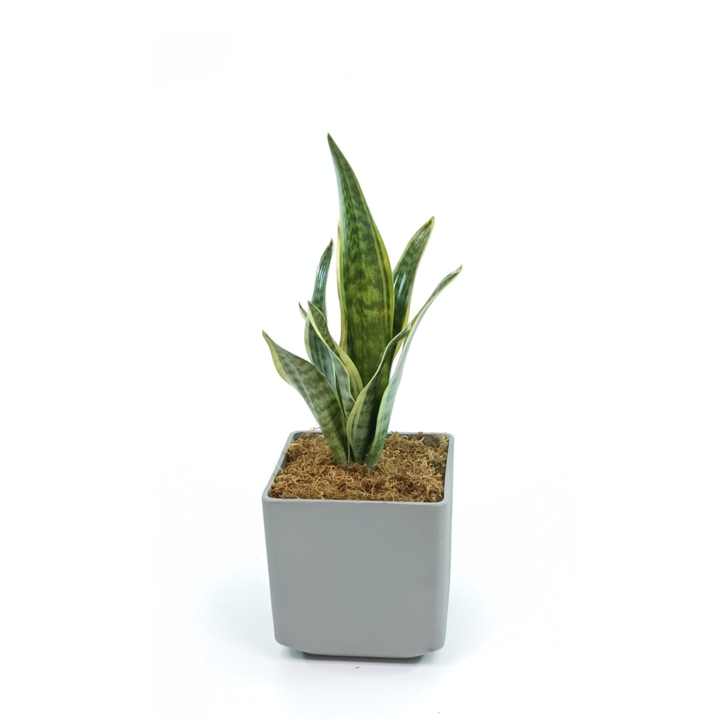 Cubic Pot Sage XS with Sansveria 47cm Combo – Francisco Plant Couture