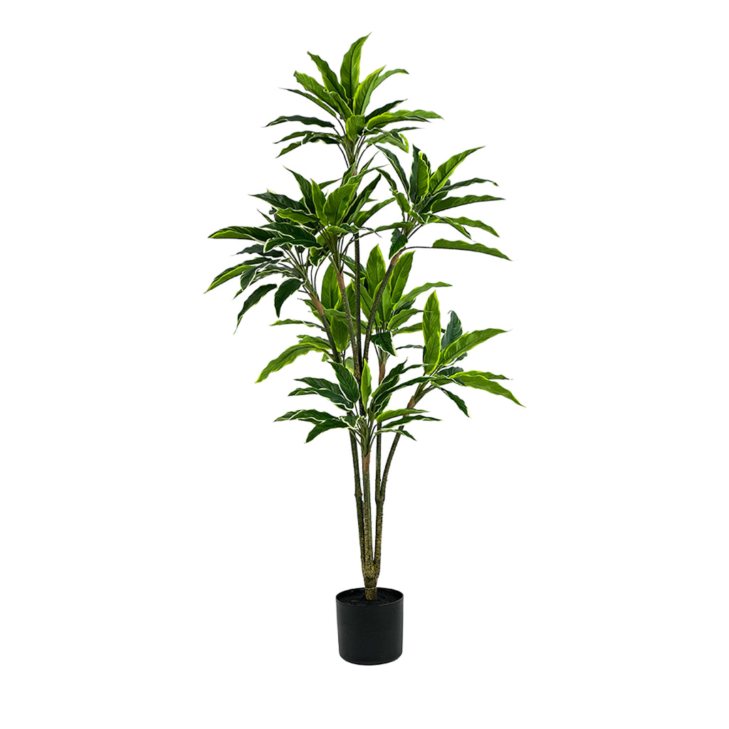 Rhodea Variegated Tree R/T 150cm – Francisco Plant Couture