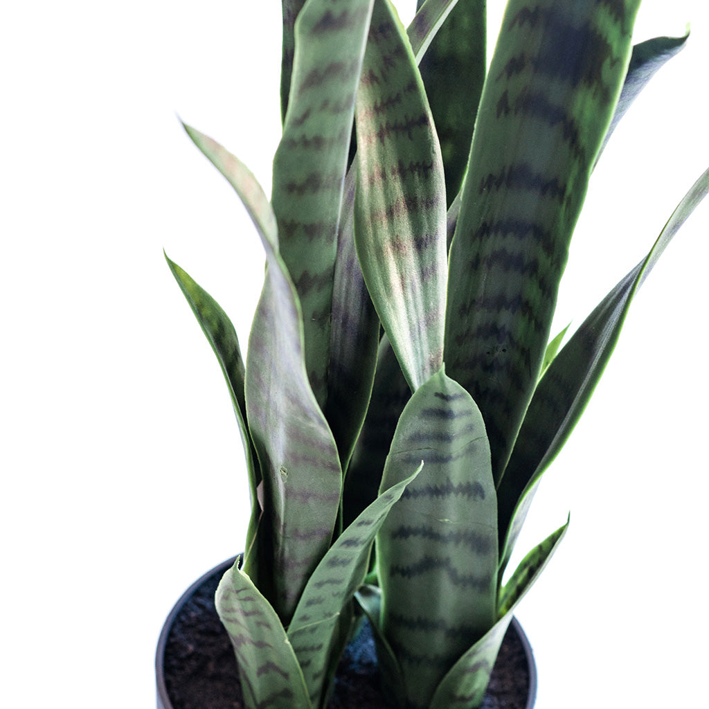 Sansevieria Green 68cm - Plant Couture - Artificial Plants
