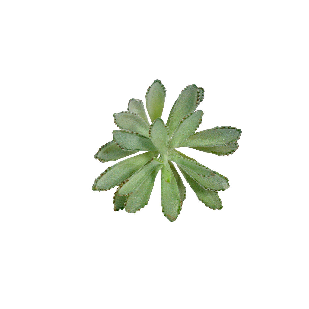 Succulent Rabbit Ear 20cm - Plant Couture - Artificial Plants